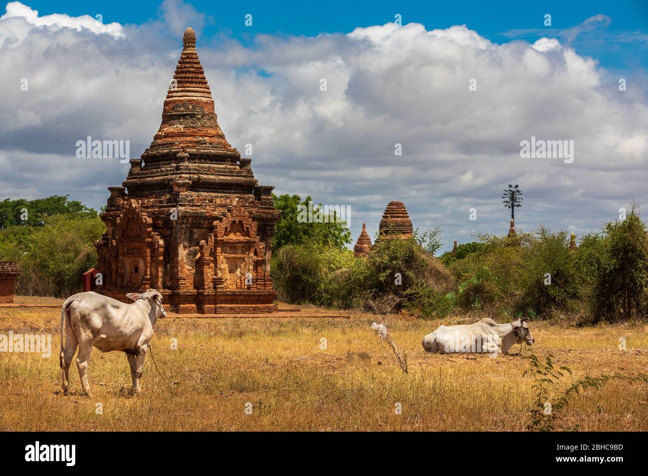 Buddhist pagoda temple. Bagan, Myanmar. Home of the largest and denset ...