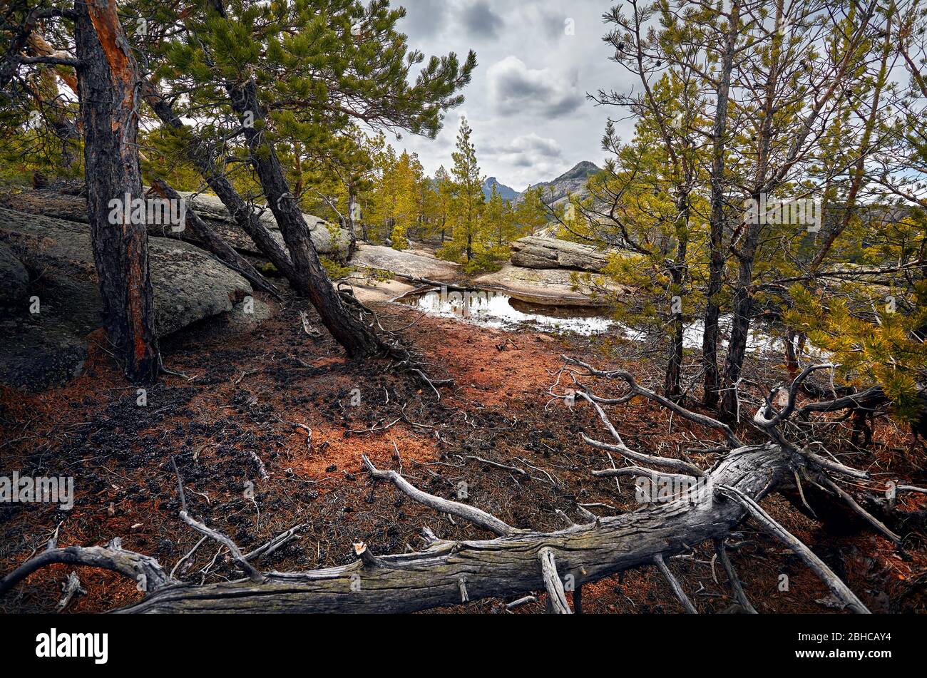 Beautiful pine wood of Karkaraly national park in Central Kazakhstan ...