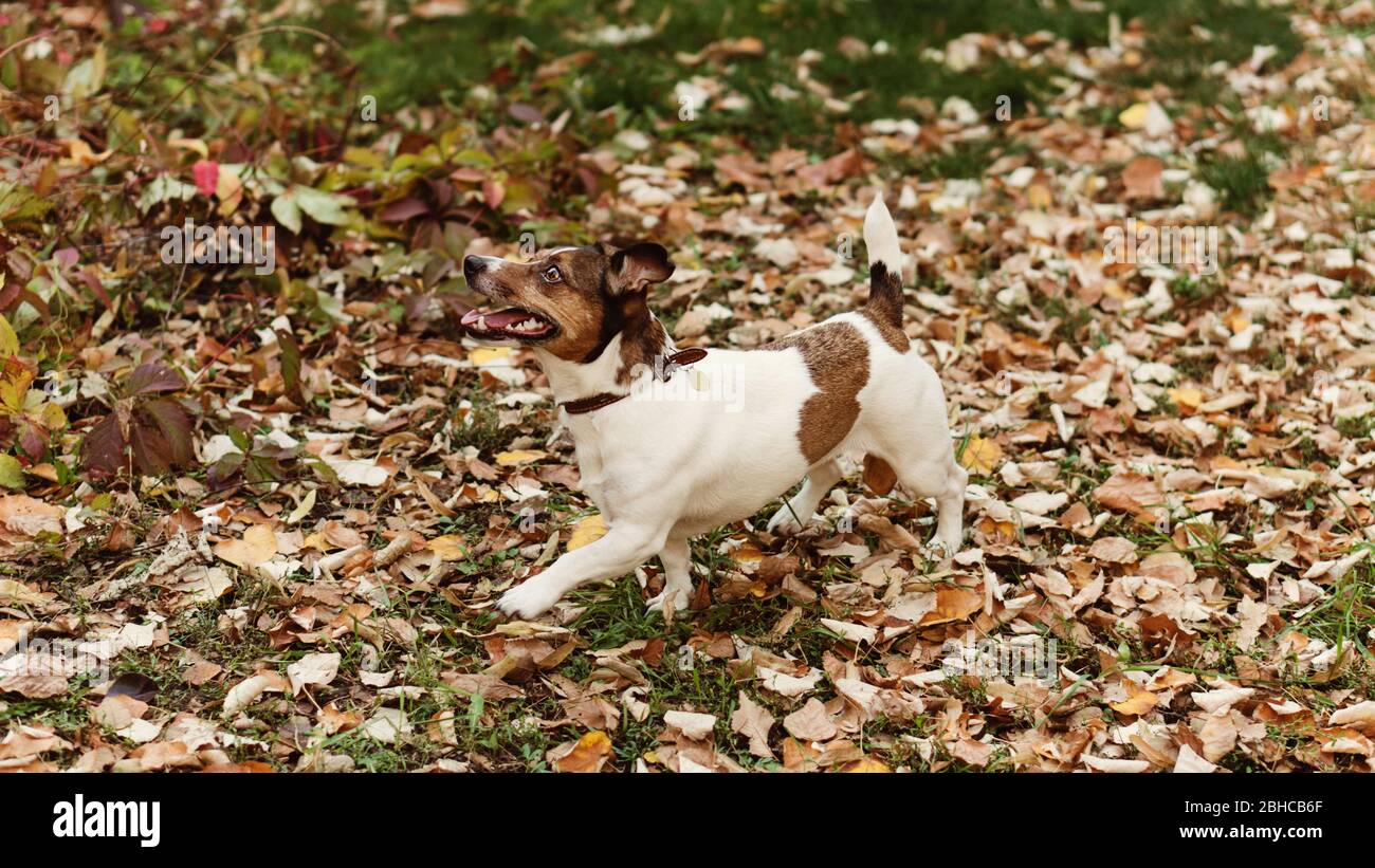 Dog days of autumn. Purebred Jack Russel Terrier dog outdoors in the ...