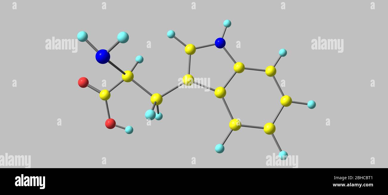 Tryptophan or Trp is an amino acid that is used in the biosynthesis of ...