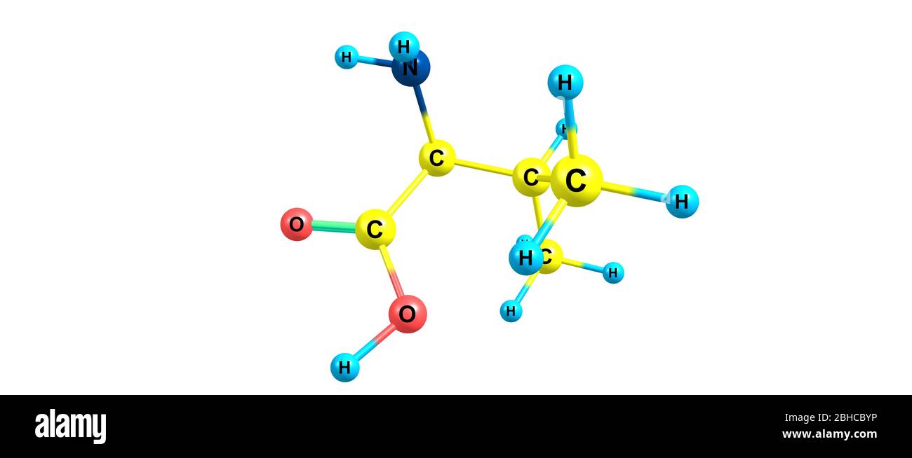 Valine or Val an amino acid that is used in the biosynthesis of ...
