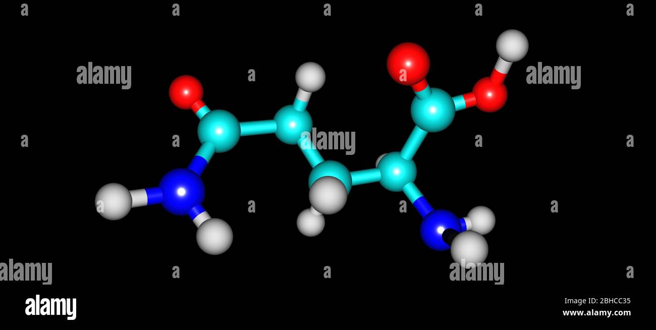 Molecular model glutamine hi-res stock photography and images - Alamy