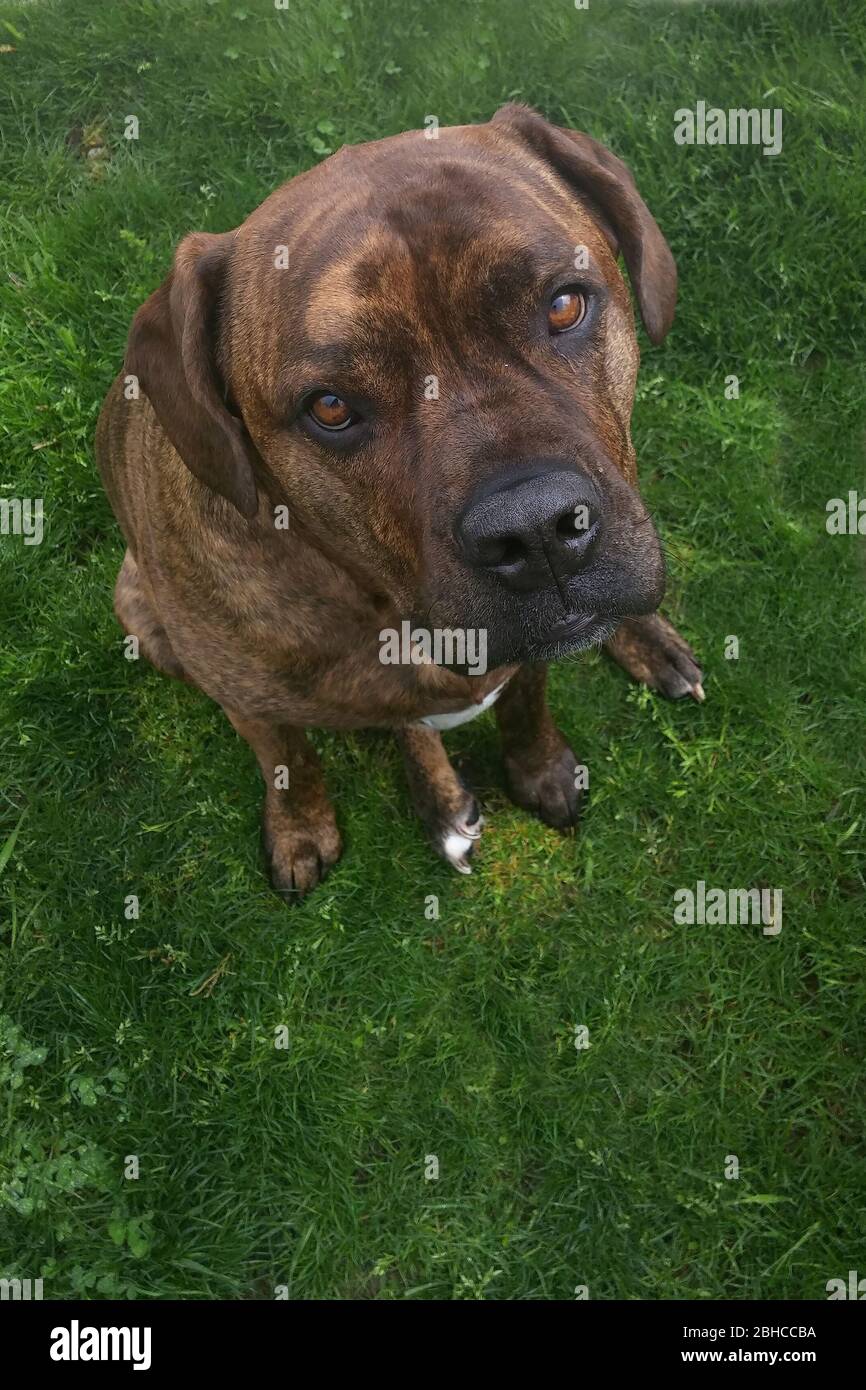 Bullmastiff Rottweiler Pitbull Mix