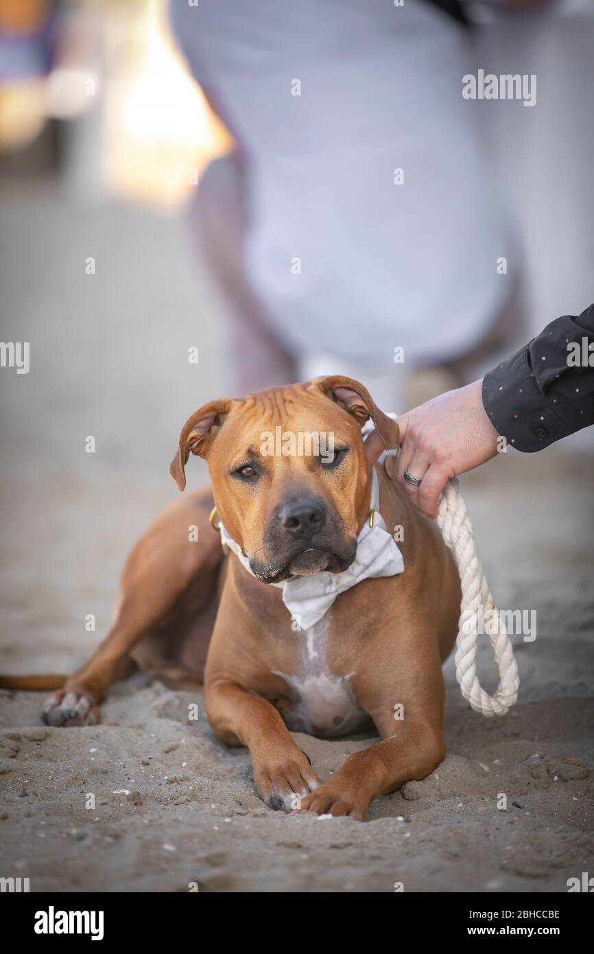Brown Pit Bull terrier with a white bow held on a leash by hisi owner ...