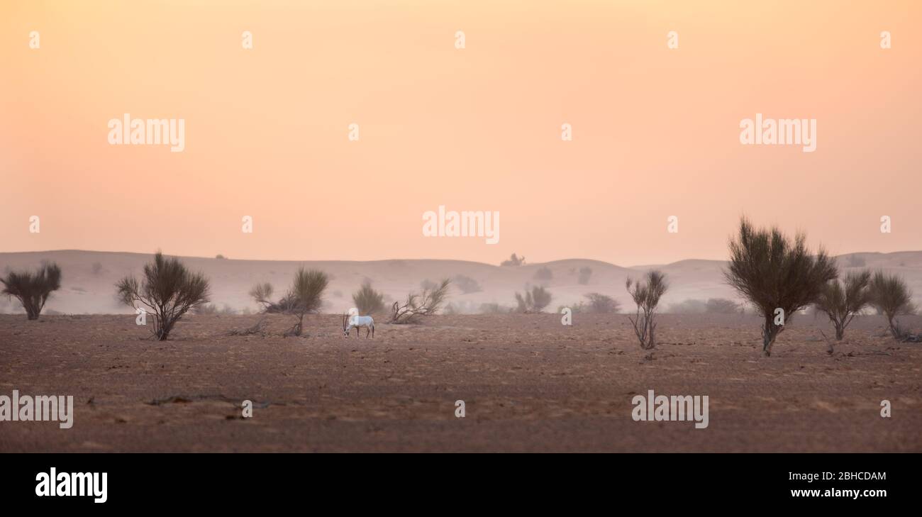 An endangered Arabian oryx in its natural desert environment during a ...