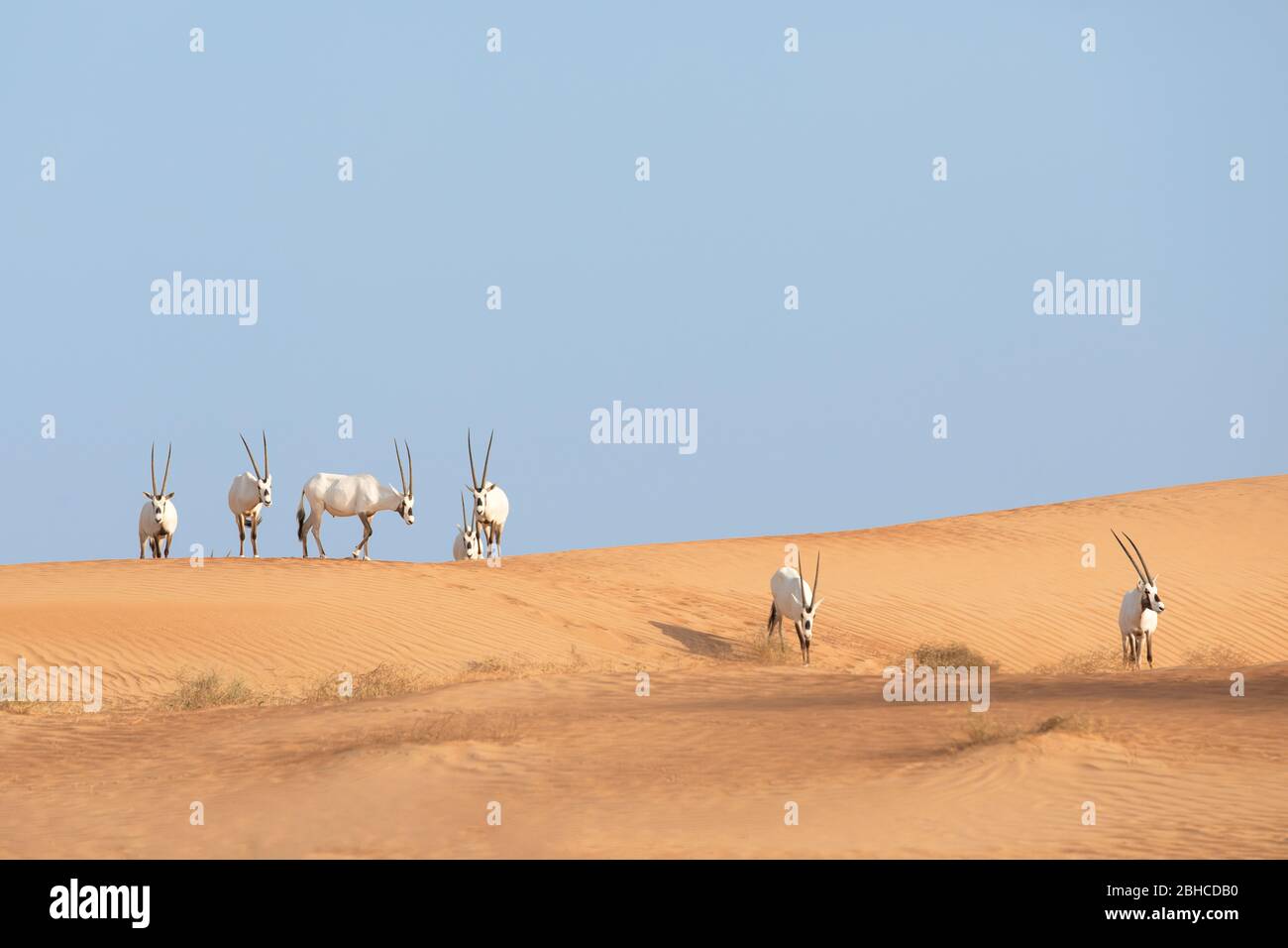 Uae national animal hi-res stock photography and images - Alamy