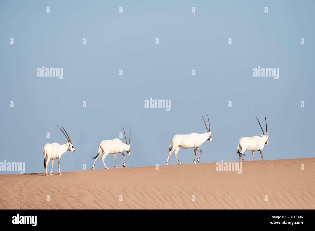 Uae national animal hi-res stock photography and images - Alamy