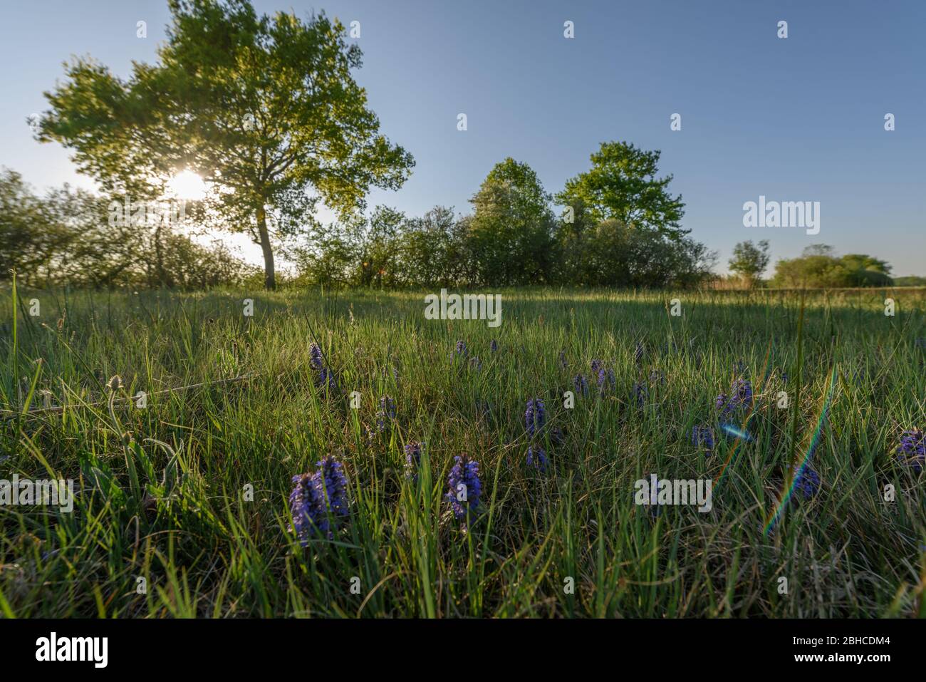 Meadow in the french country during spring Stock Photo - Alamy