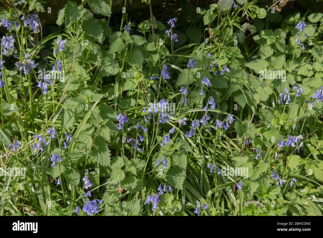 Nodding flower head hi-res stock photography and images - Alamy