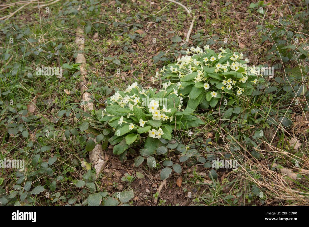 Wild primrose hi-res stock photography and images - Alamy