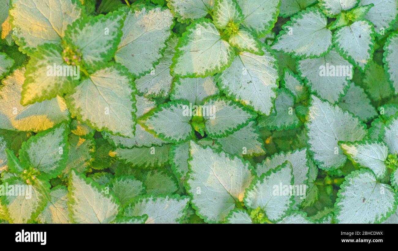 Light leaf hi-res stock photography and images - Alamy