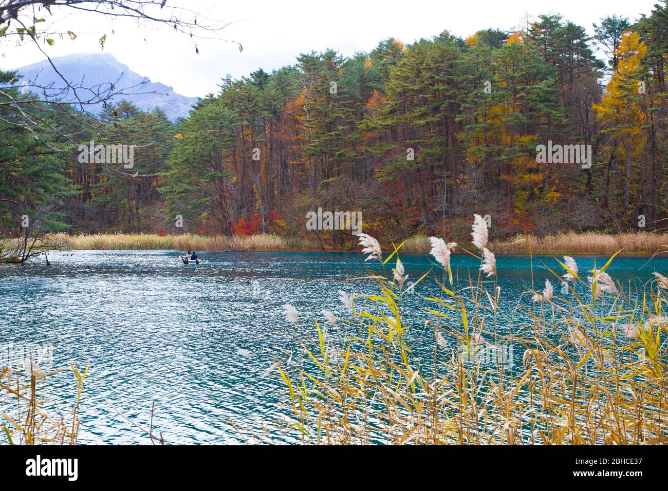 Goshiki numa hi-res stock photography and images - Alamy