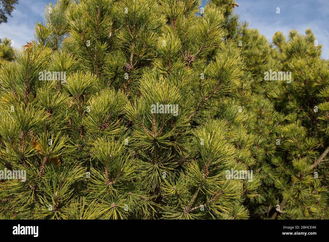 Dwarf Mountain Pine (Pinus mugo 'Winter Gold') in a Garden in Rural ...