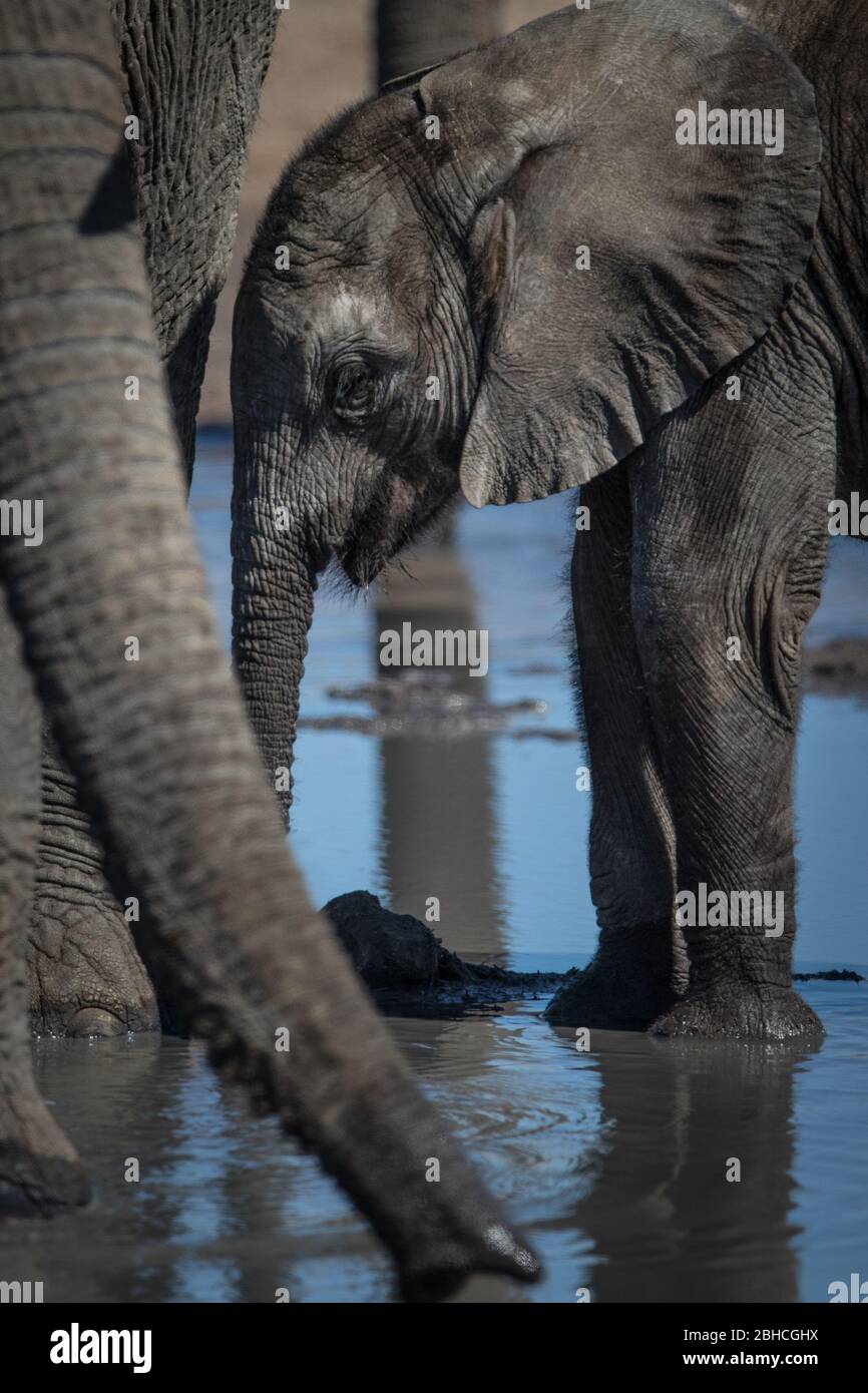 North African Elephant