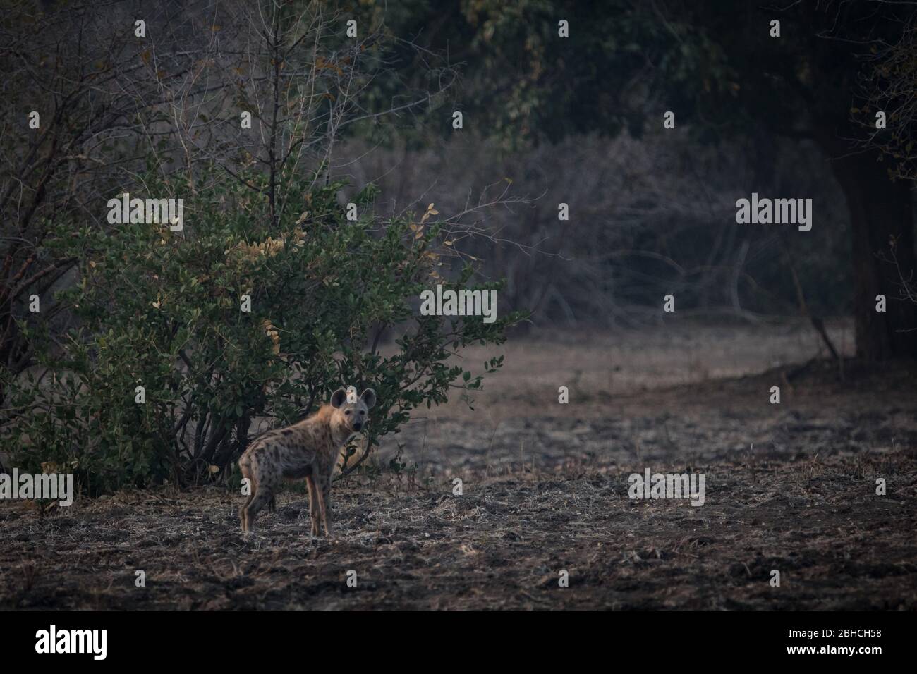Ana trees, Faidherbia albida, on the Zambezi floodplain of Mana Pools ...