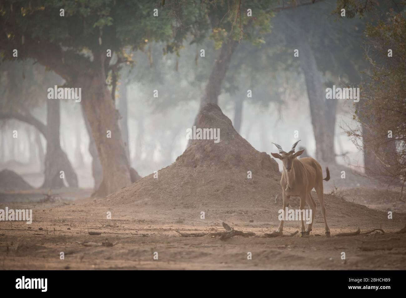 Ana trees, Faidherbia albida, on the Zambezi floodplain of Mana Pools ...