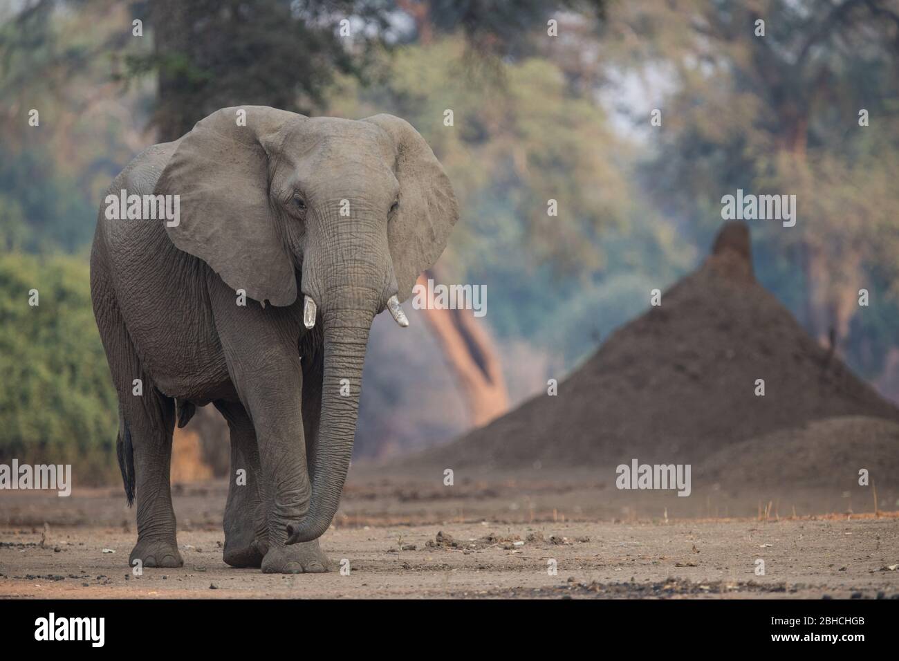 Ana trees, Faidherbia albida, on the Zambezi floodplain, Mana Pools ...
