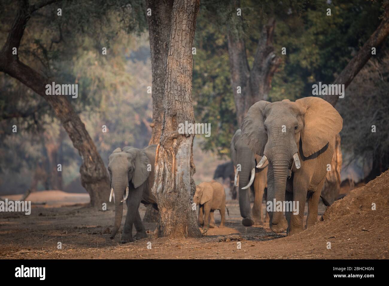 Ana trees, Faidherbia albida, on the Zambezi floodplain, Mana Pools ...