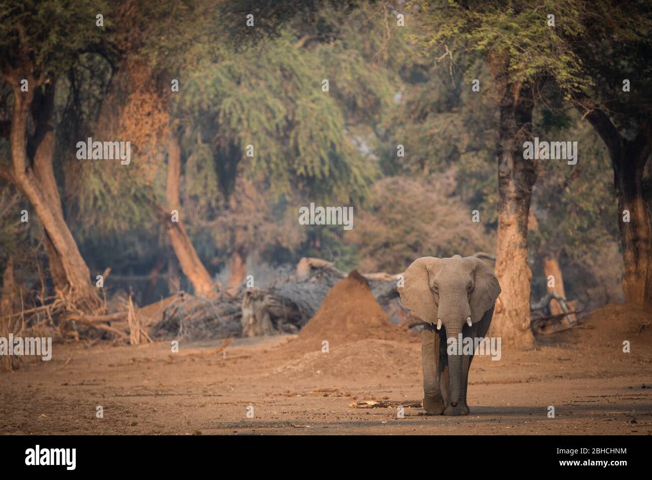 Ana trees, Faidherbia albida, on the Zambezi floodplain, Mana Pools ...
