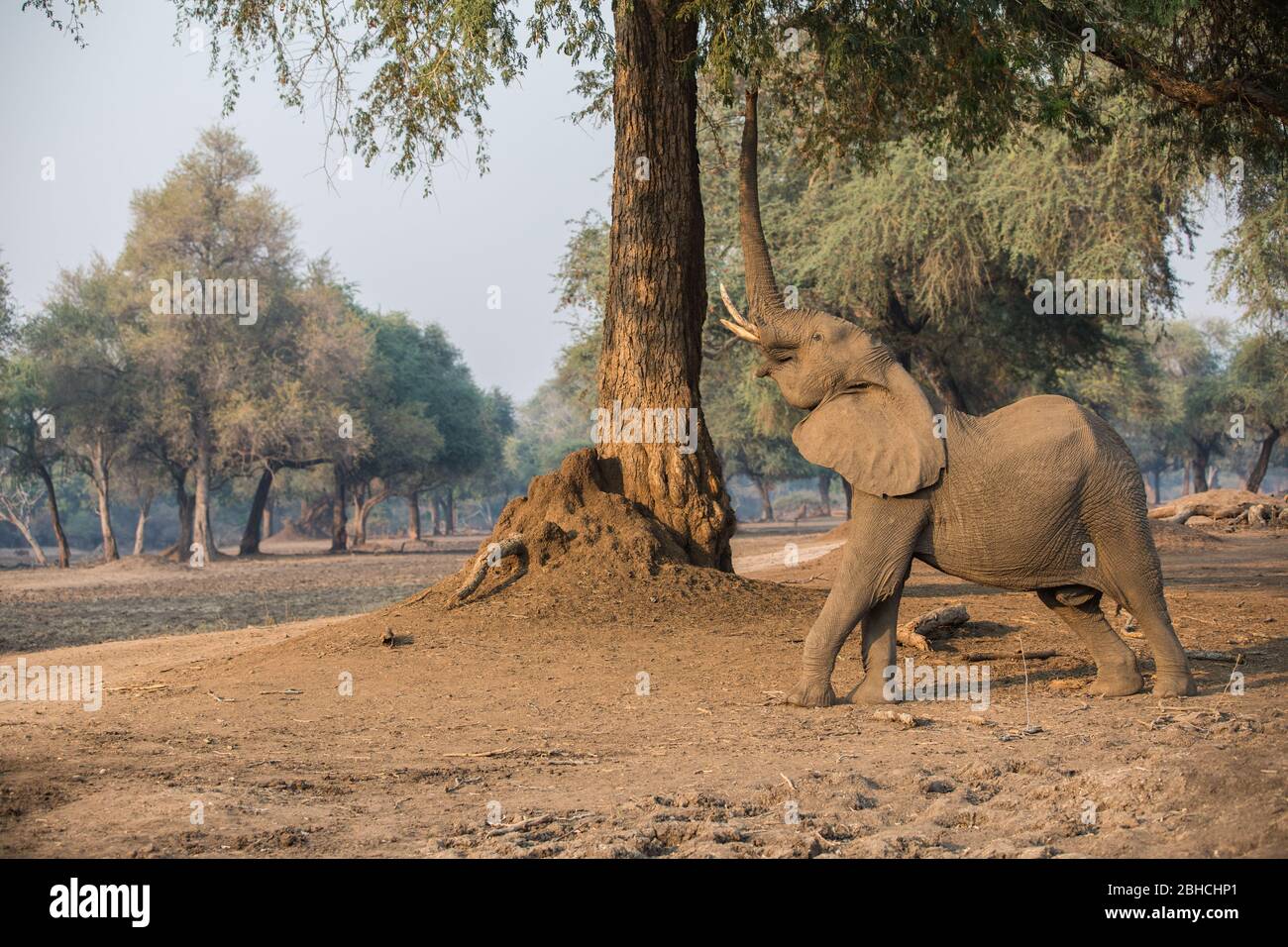 Ana trees, Faidherbia albida, on the Zambezi floodplain, Mana Pools ...