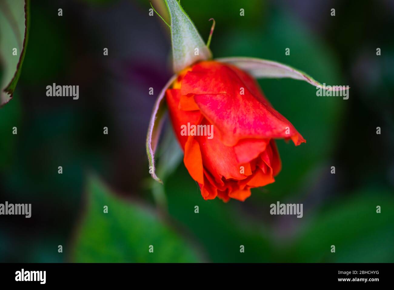 Bud of the Ali Baba rose in a garden Stock Photo - Alamy