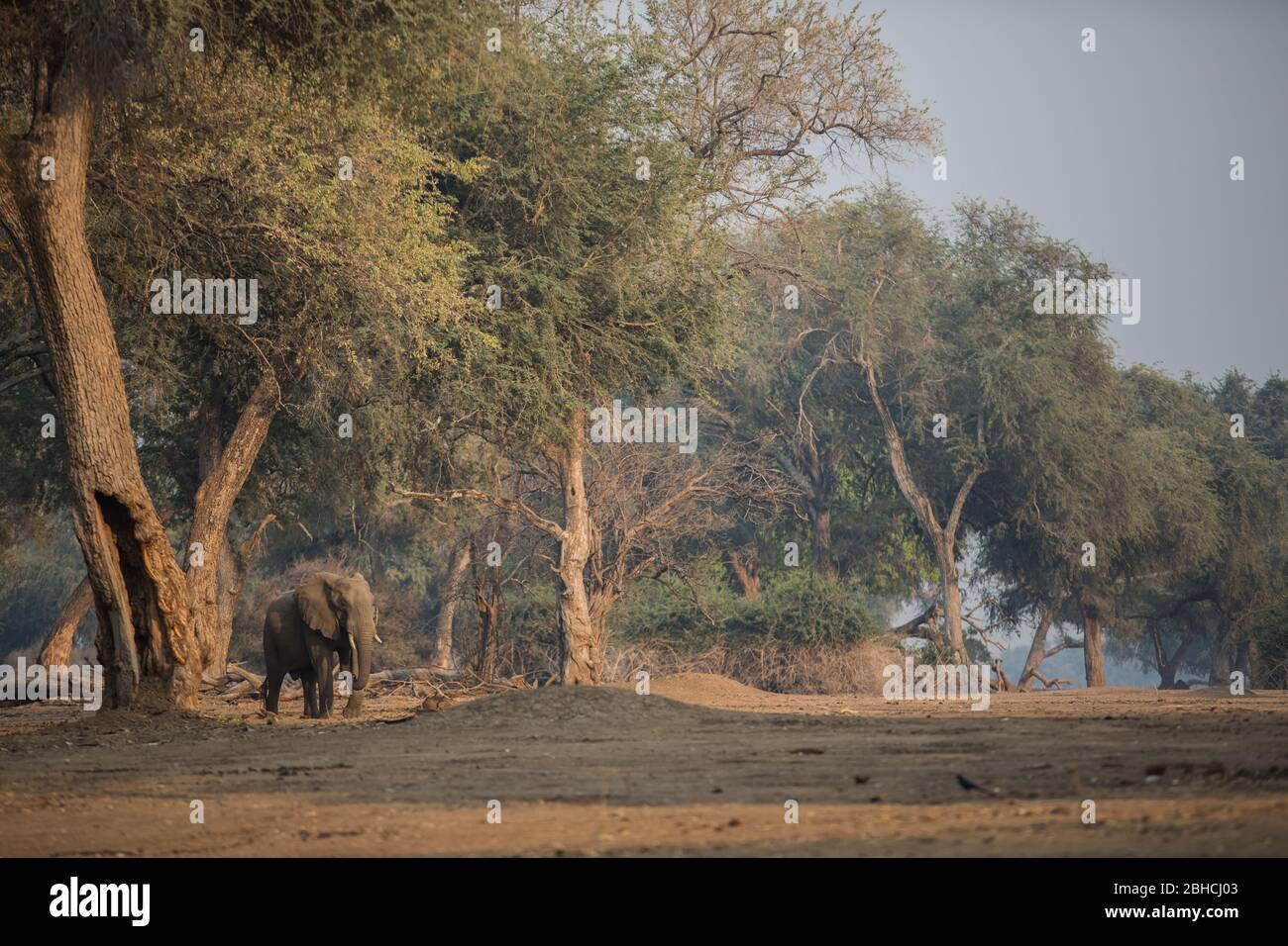 Ana trees, Faidherbia albida, on the Zambezi floodplain, Mana Pools ...