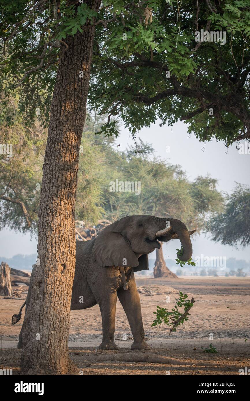 Ana trees, Faidherbia albida, on the Zambezi floodplain, Mana Pools ...