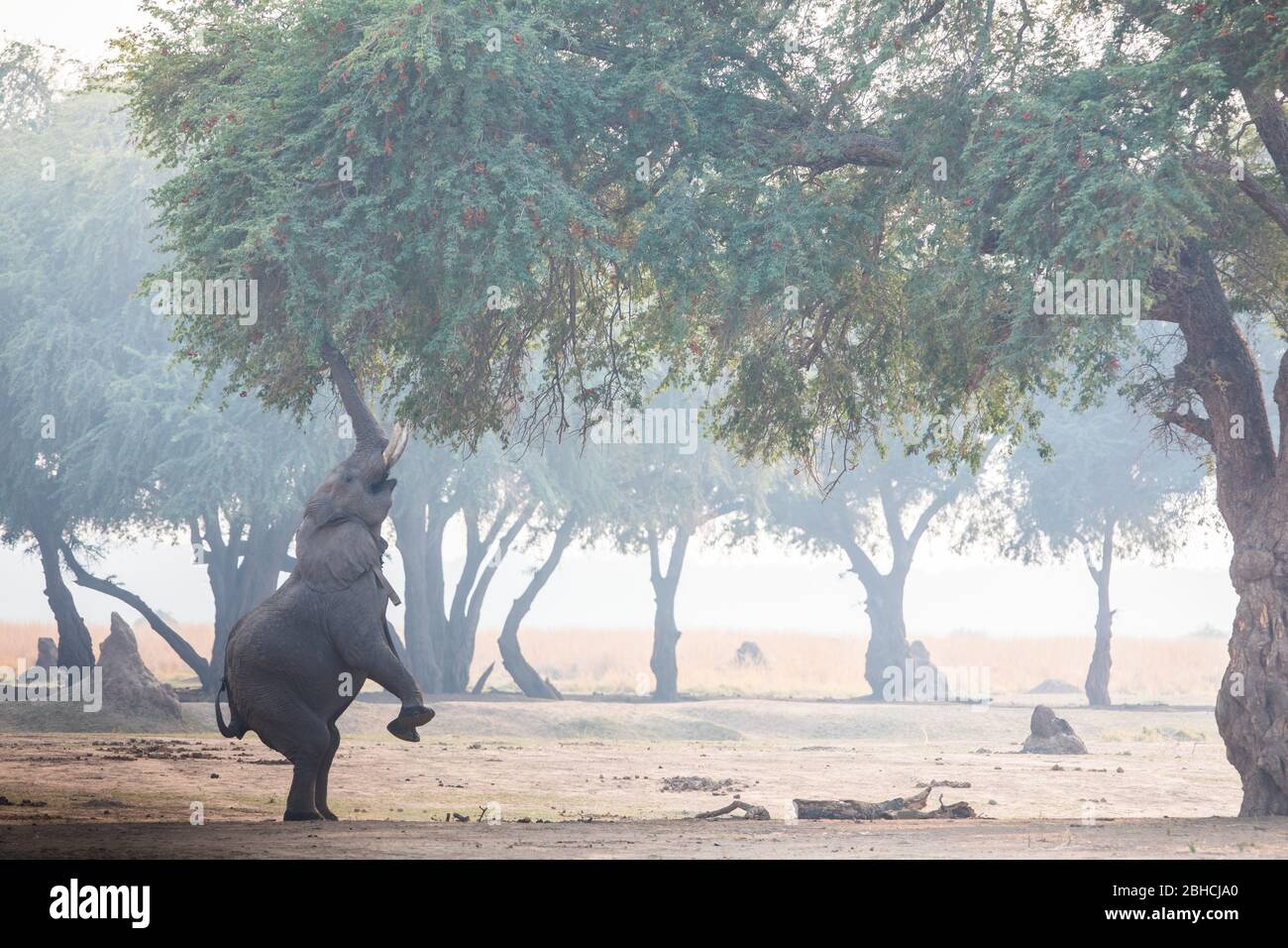 Ana trees, Faidherbia albida, on the Zambezi floodplain, Mana Pools ...