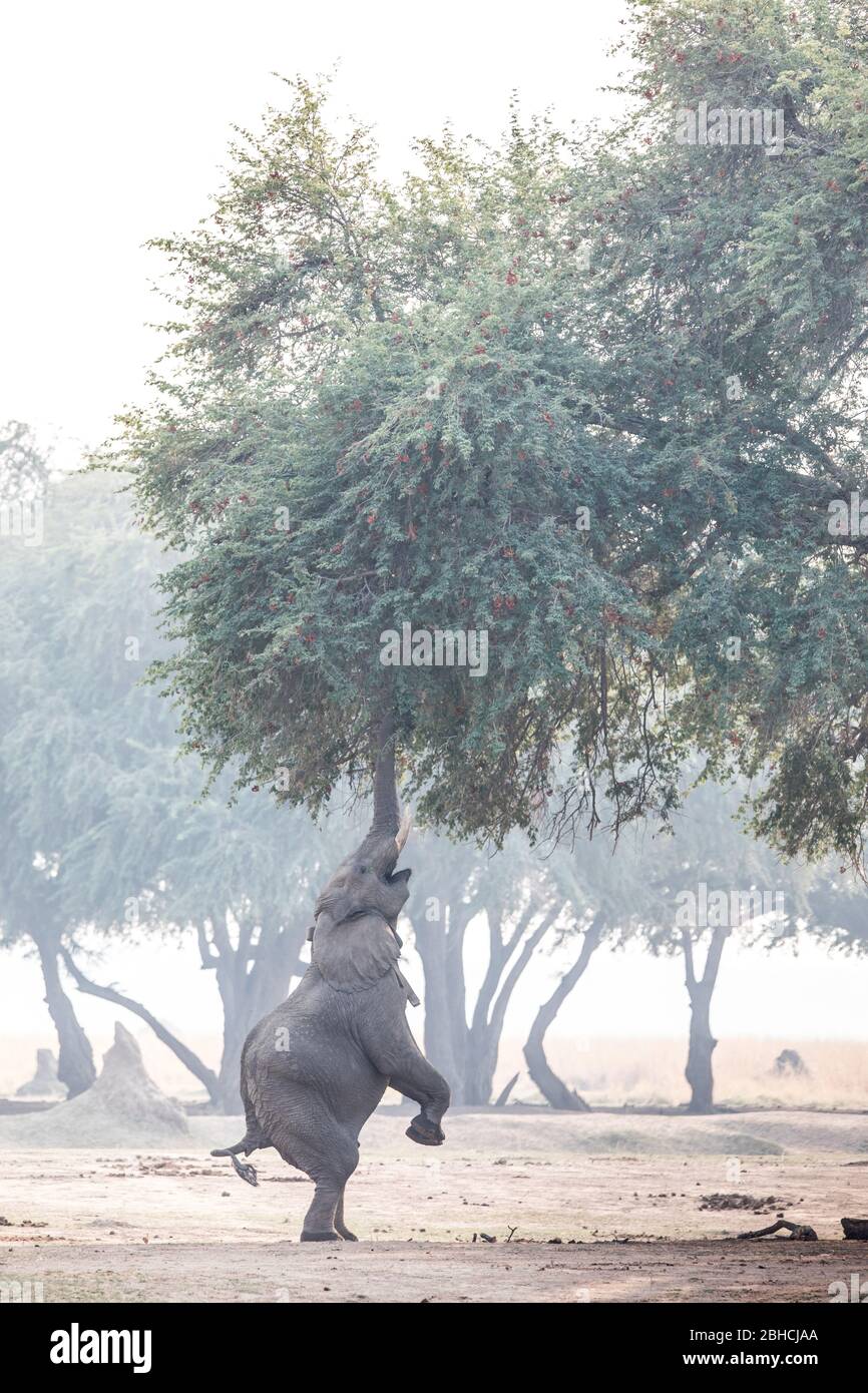 Ana trees, Faidherbia albida, on the Zambezi floodplain, Mana Pools ...