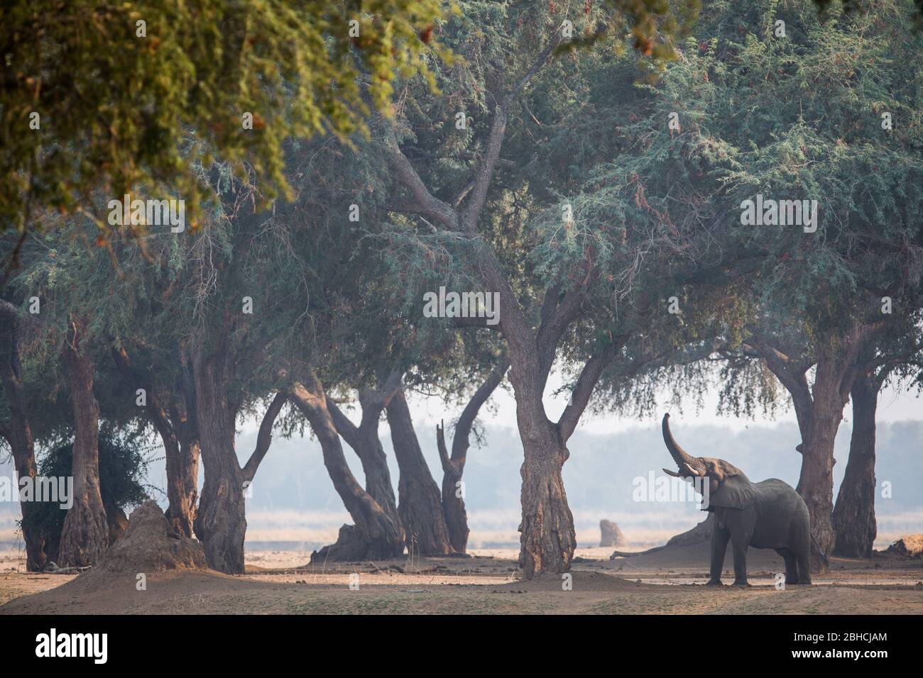Ana trees, Faidherbia albida, on the Zambezi floodplain, Mana Pools ...
