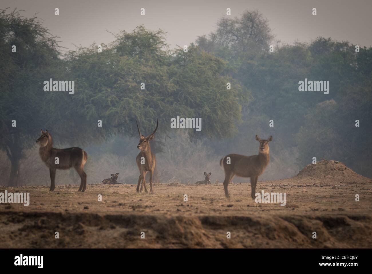 Wild dogs, Lycaon pictus, patrol the Zambezi Riverbank in Chikwenya ...