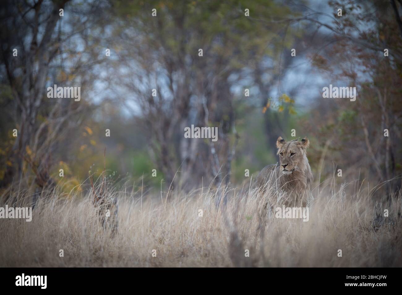 Teak woodland zimbabwe hi-res stock photography and images - Alamy