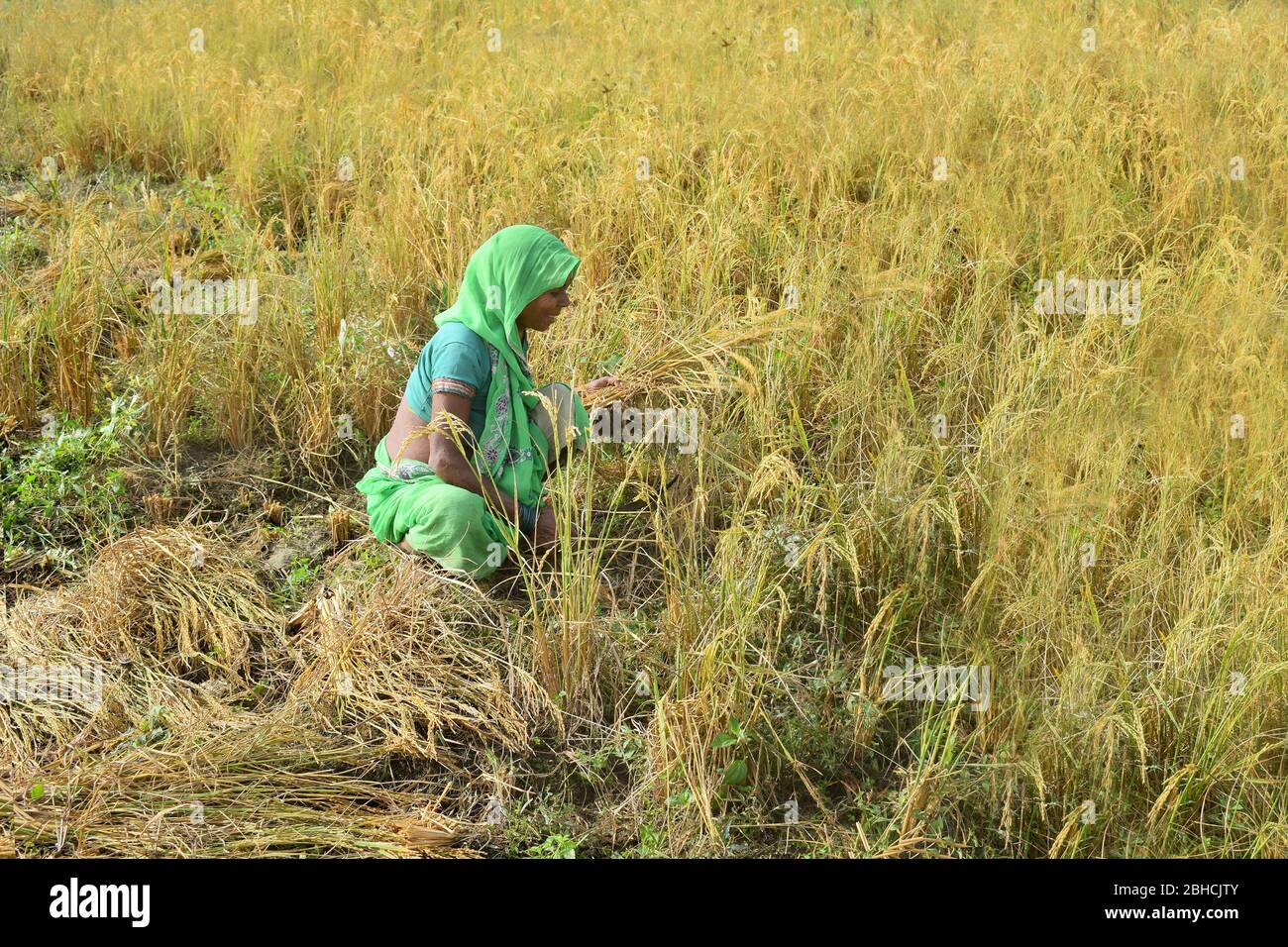Women cutting paddy in rural india Stock Photo - Alamy