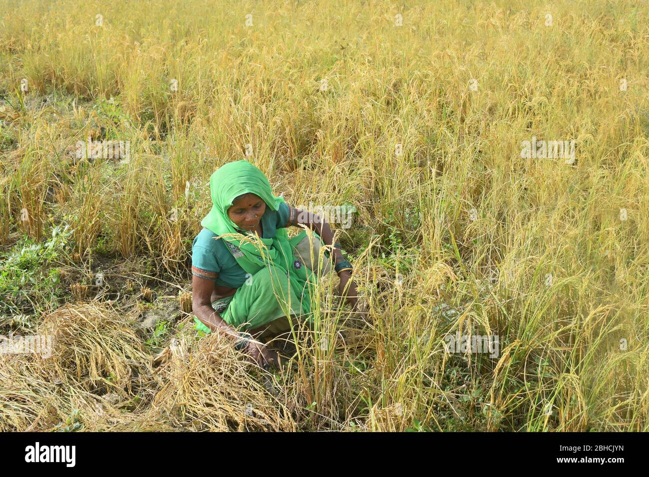 Indian women working in paddy hi-res stock photography and images - Alamy