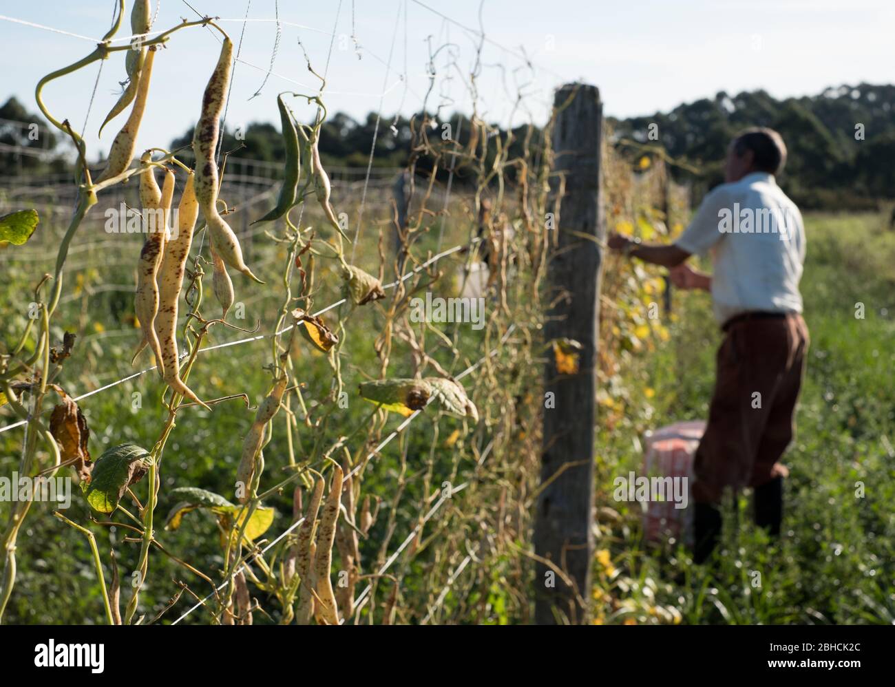 Faba bean hi-res stock photography and images - Alamy