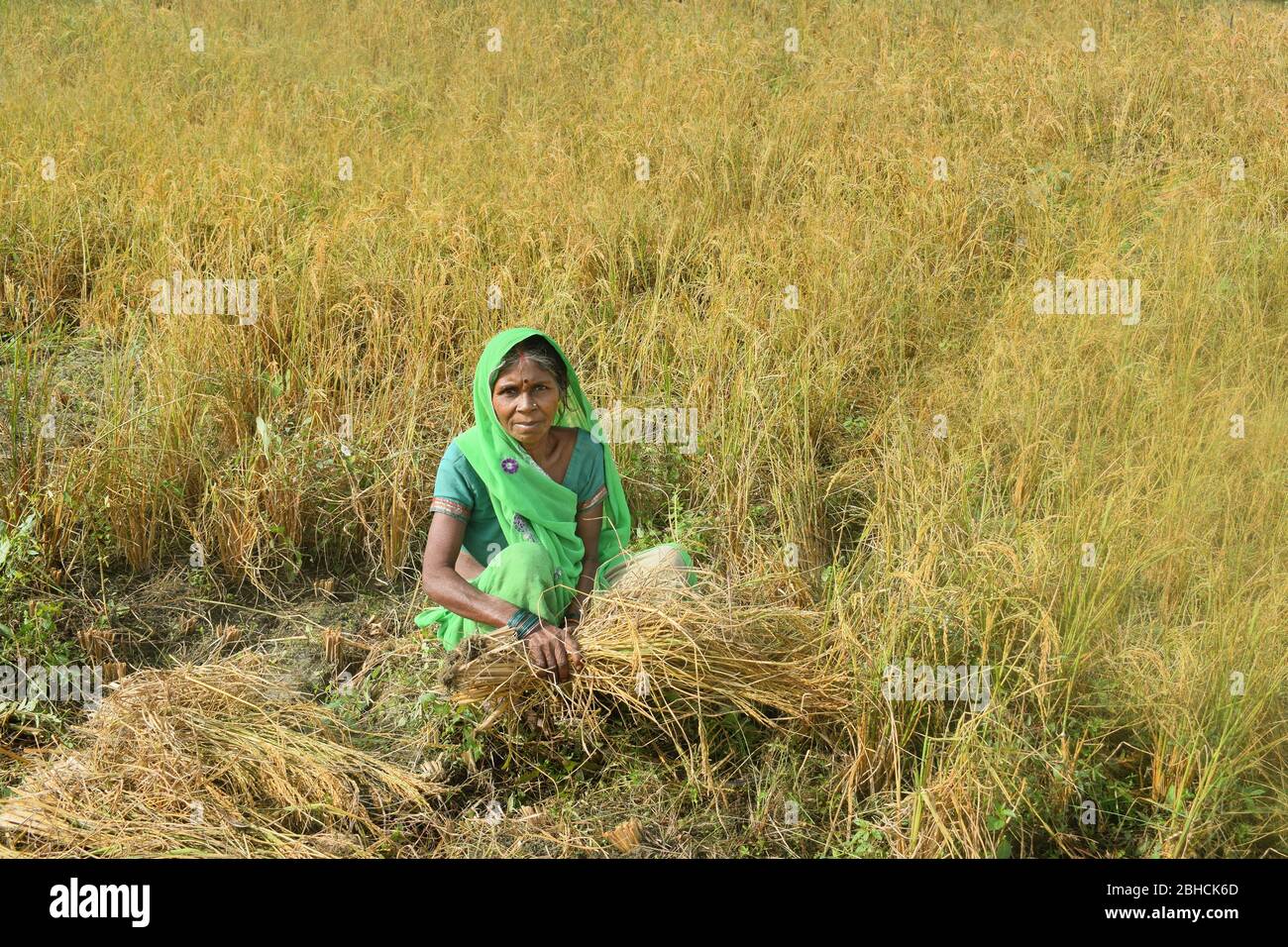 Women cutting paddy in rural india Stock Photo - Alamy