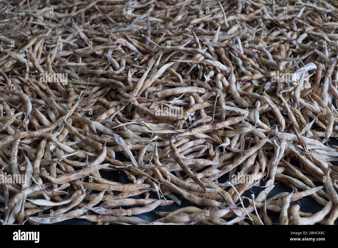 Faba bean hi-res stock photography and images - Alamy