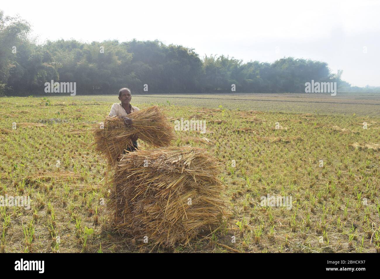Indian man making bundle of harvested bundle of paddy at field Stock ...
