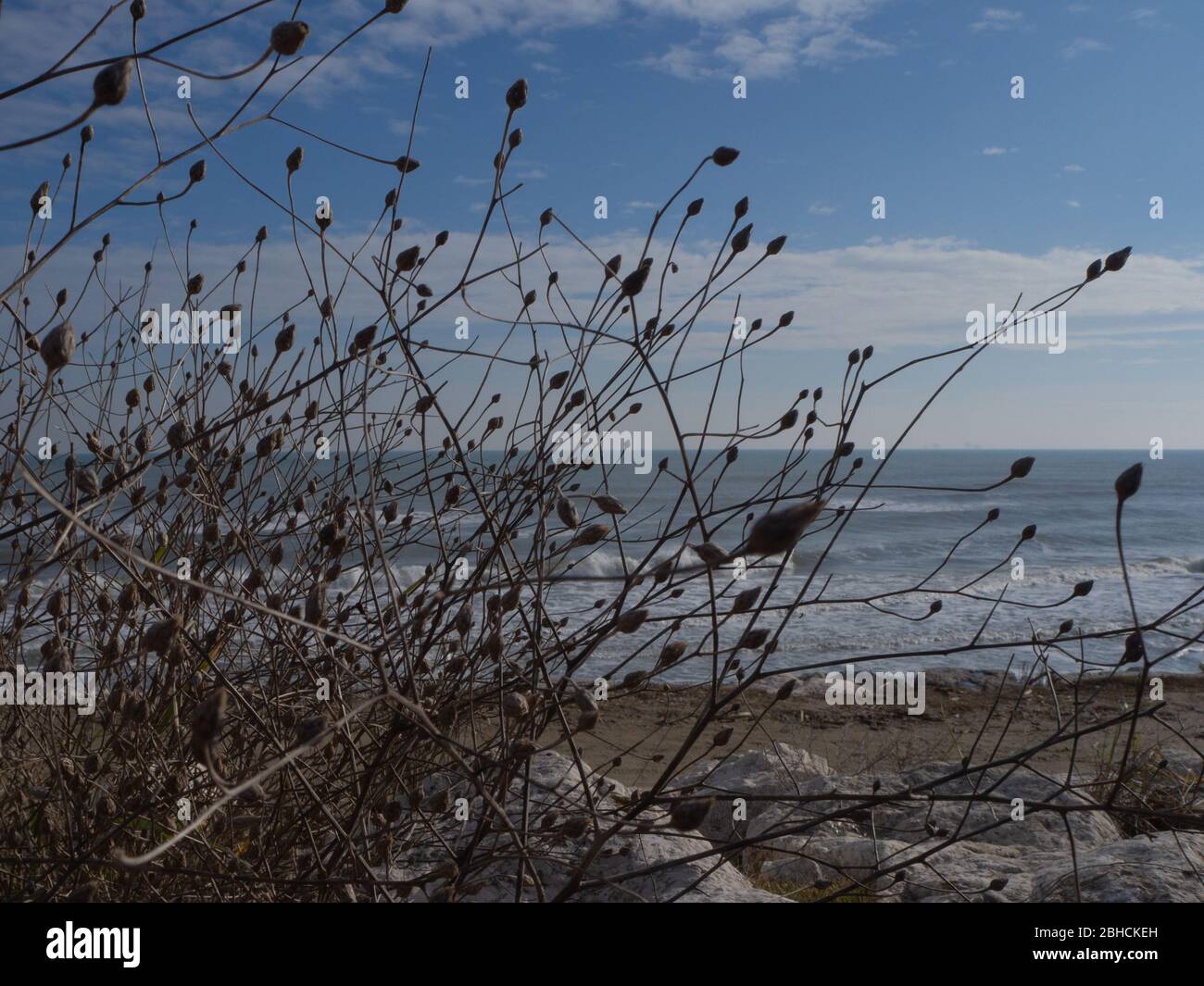 Dried stems and flowers on the beach Stock Photo - Alamy