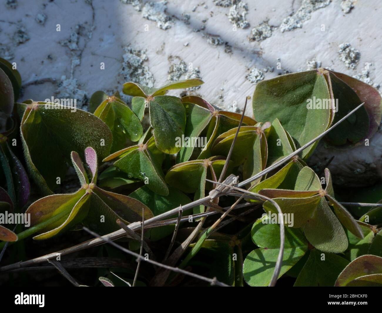 Clover grows near the rock Stock Photo - Alamy