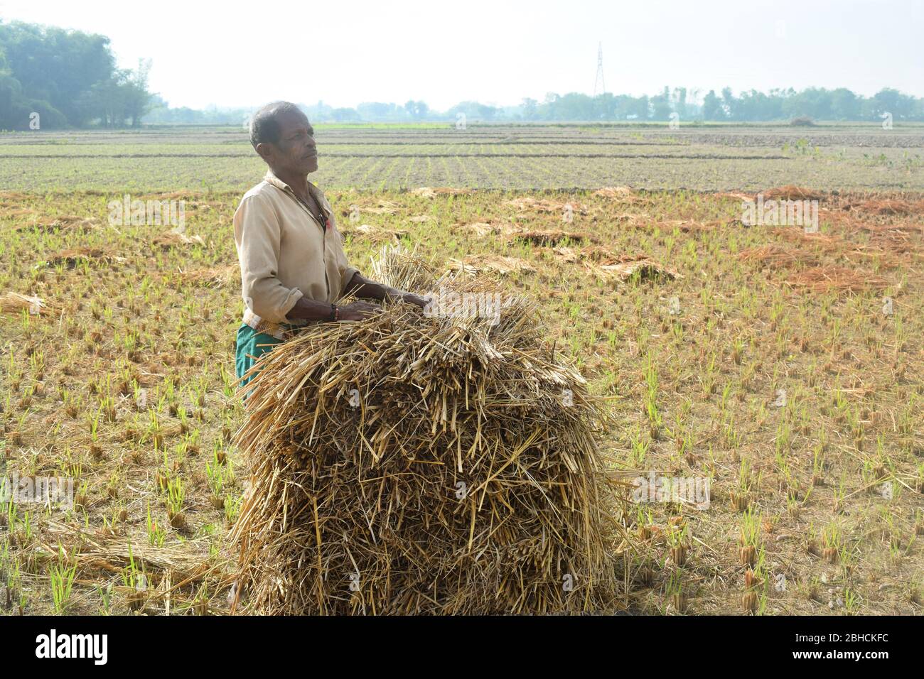 Indian man making bundle of harvested bundle of paddy at field Stock ...