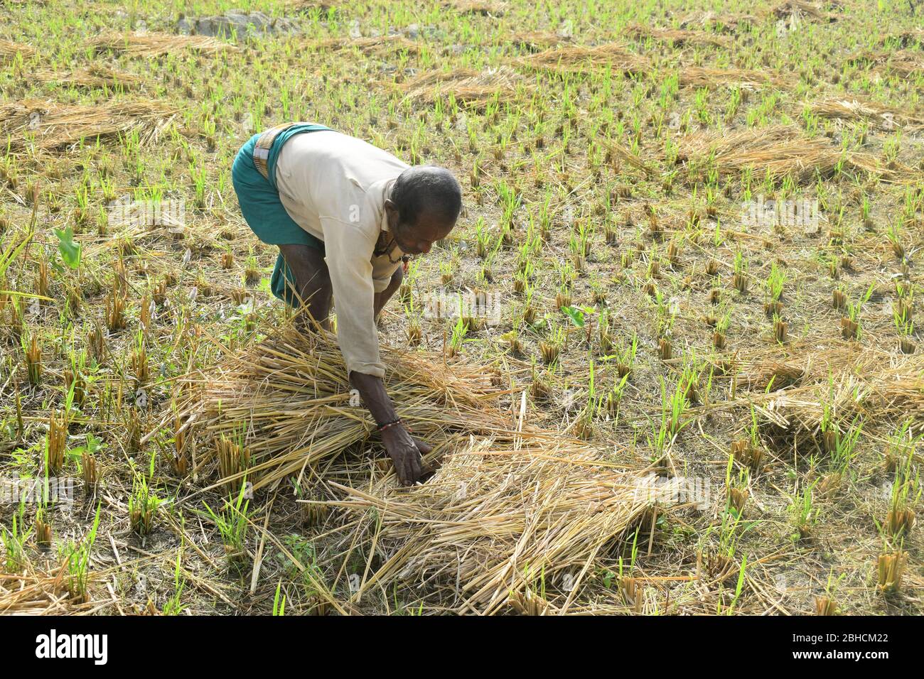 Indian man making bundle of harvested bundle of paddy at field Stock ...