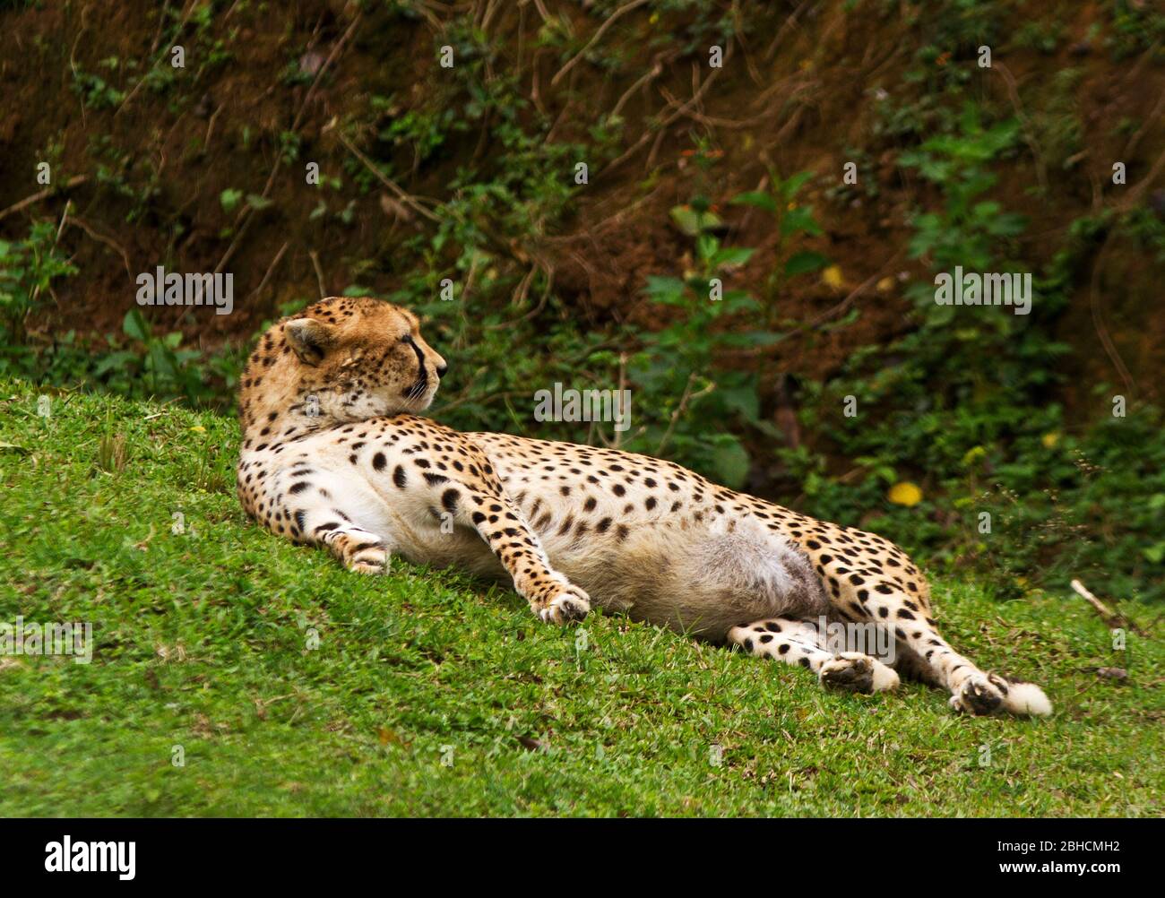 The cats meat man hi-res stock photography and images - Alamy