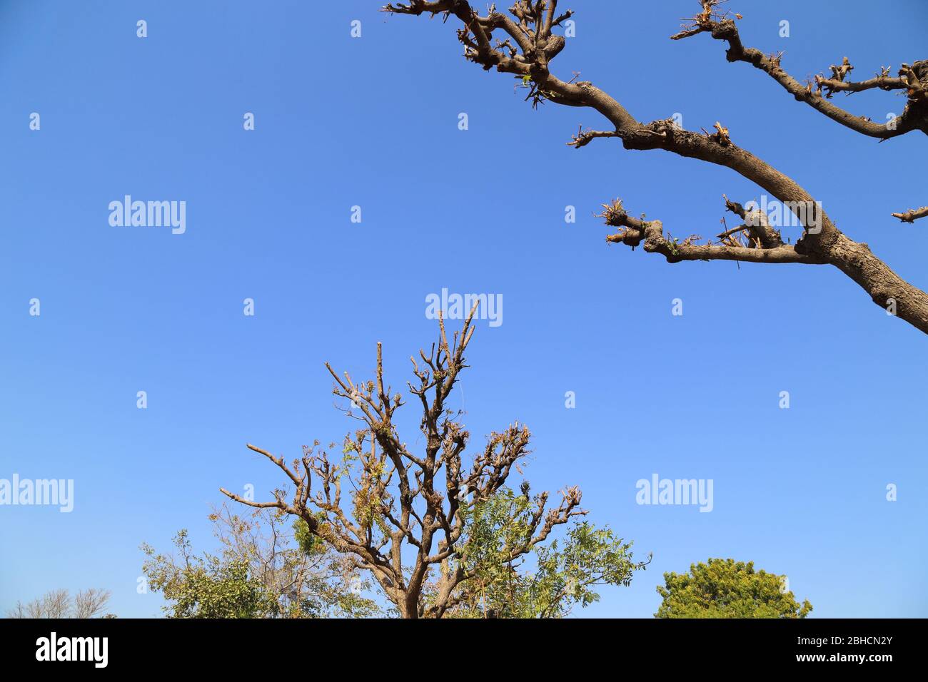 Meliaceae family hi-res stock photography and images - Alamy