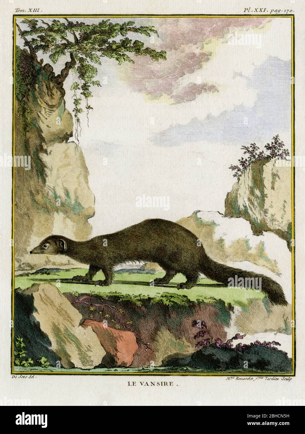 Vansire or marsh mongoose (Atilax paludinosus), a mammal with five toes ...