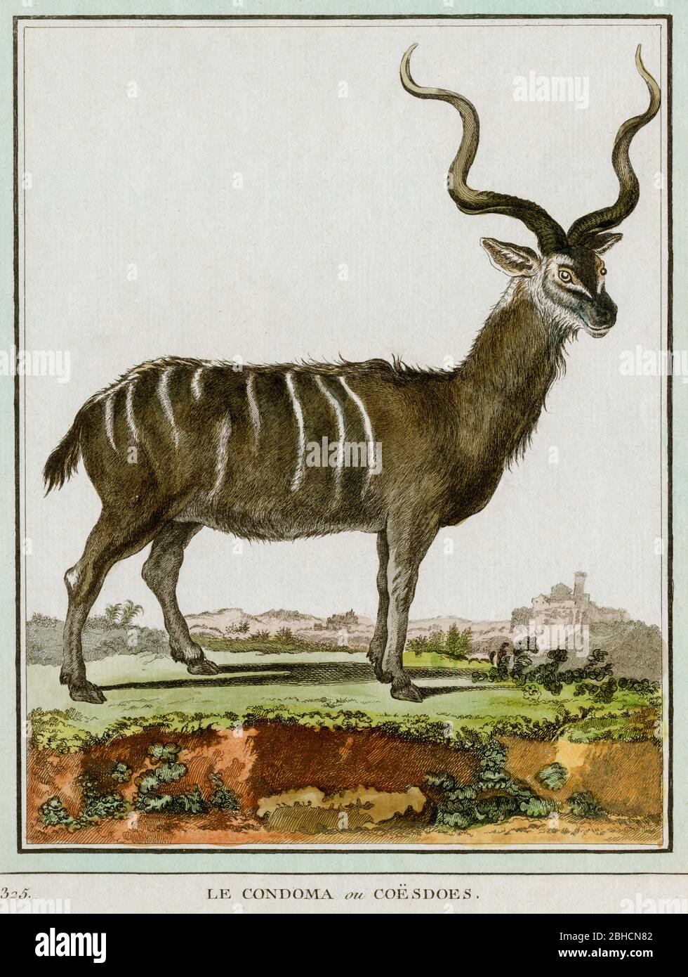 Striped antelope or condoma, with tall curly horns. Engraving created ...