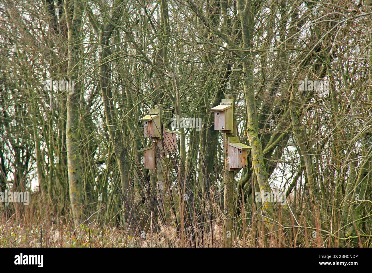 Collection of Wooden Bird Boxes in a Woodland Setting Stock Photo - Alamy