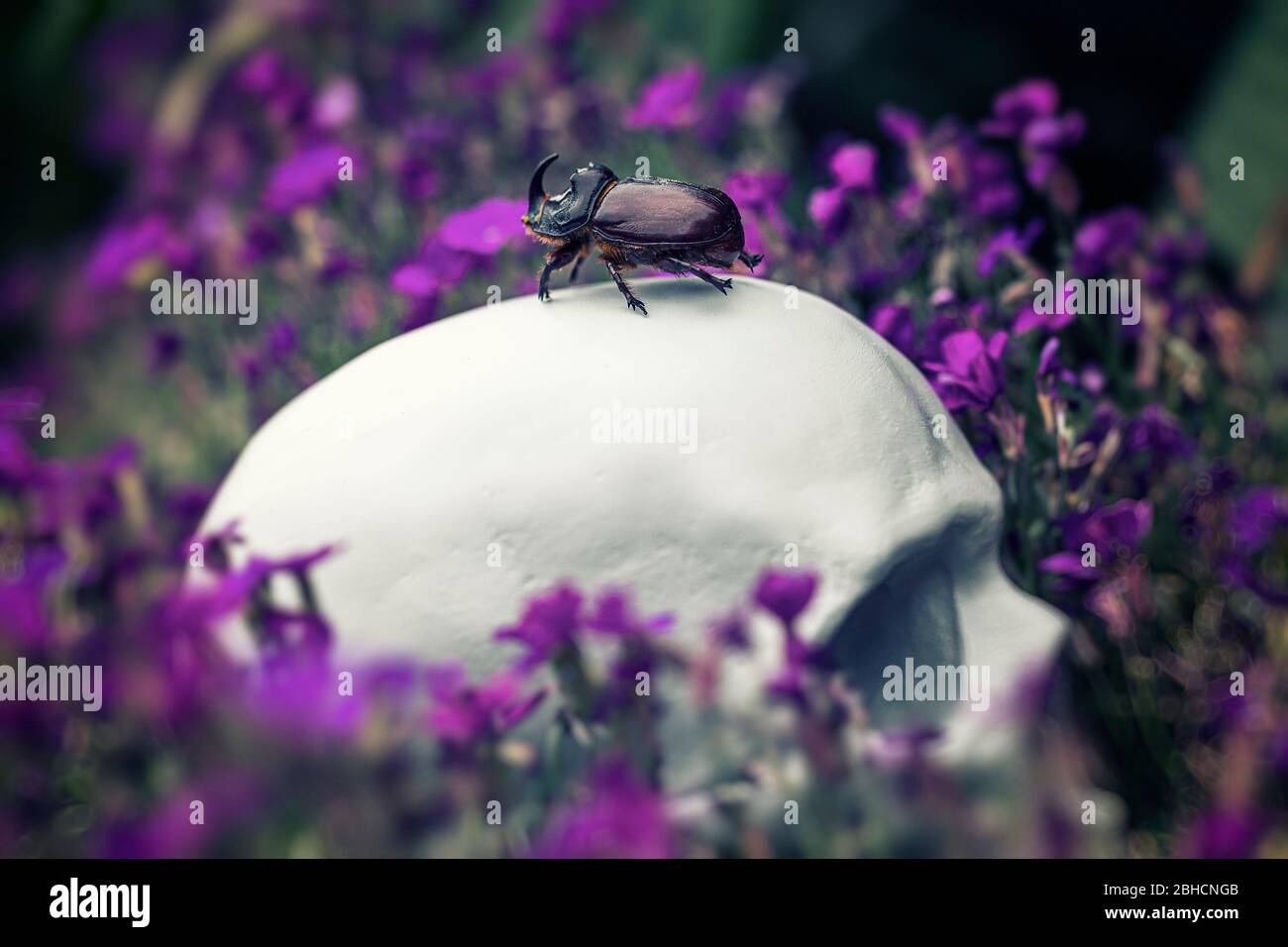 European rhinoceros beetle on a human Skull Stock Photo - Alamy