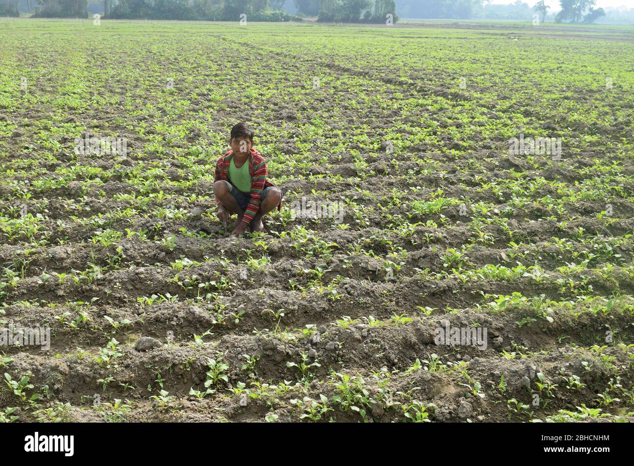 Indian farming woking in field hi-res stock photography and images - Alamy