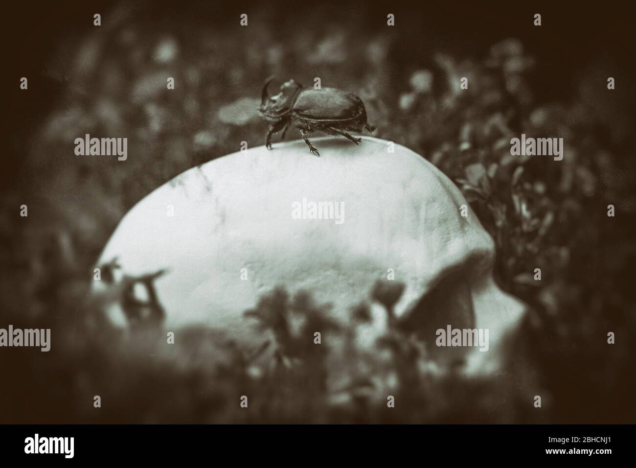 European rhinoceros beetle on a human Skull Stock Photo - Alamy